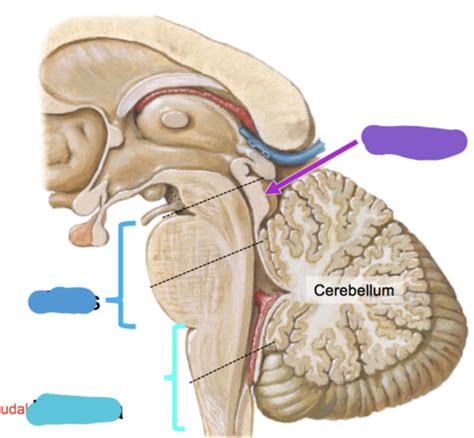 Brainstem Anatomy Intro Flashcards Quizlet