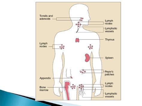 Classification Of Immune System Old And New Classification