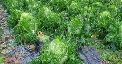 밤톨만한 우박이제천·단양지역 수확기 앞둔 농작물 큰 피해