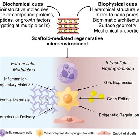 Schematic Demonstration Of The Concept Of In Situ Tissue Engineering