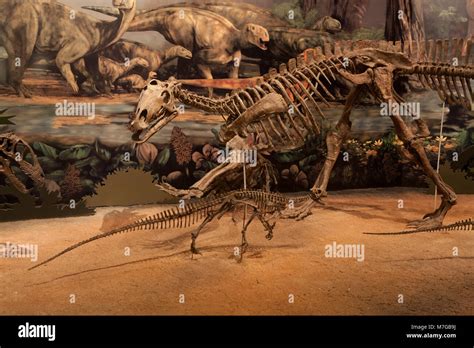 Deinonychus Fossil