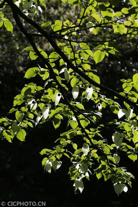 重庆黔江珙桐花开 如白鸽翩翩起舞 腾讯新闻