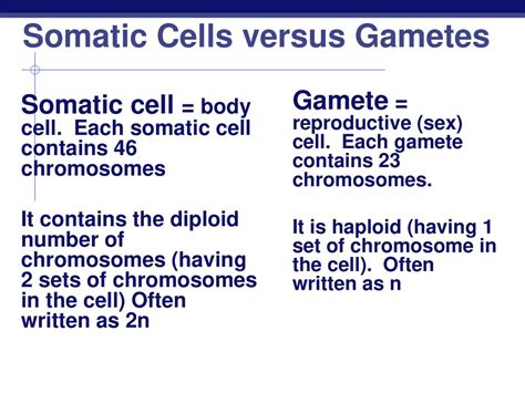 Chapters 6 The Cell Cycle Ppt Download