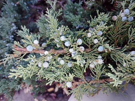 Observation Juniperus Horizontalis Moench Ángel Varela Nov 25 2022 Western Europe Pl Ntnet