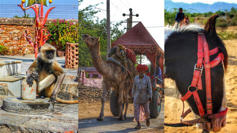 suraj singh surajsingh4339191 travel blogger at tripoto