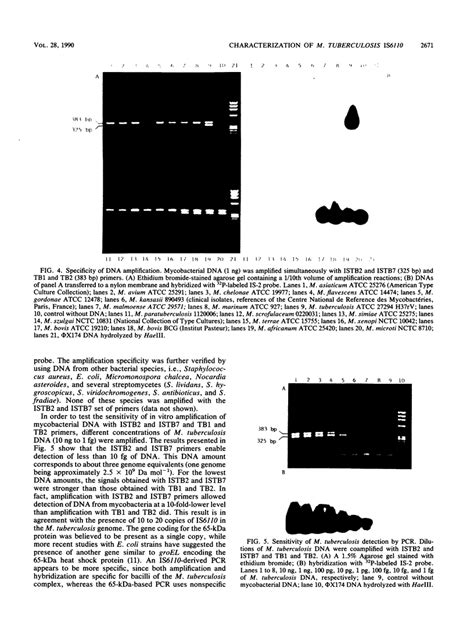 Characterization Of A Mycobacterium Tuberculosis Insertion Sequence Is6110 And Its Application
