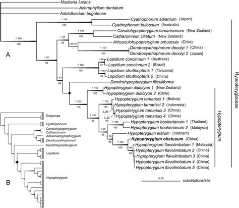 A The Consensus Tree From Bayesian Analysis Of The Combined Datasets Download Scientific