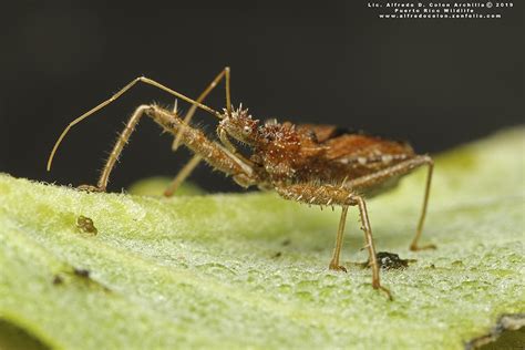 Minnesota Seasons Spined Assassin Bug