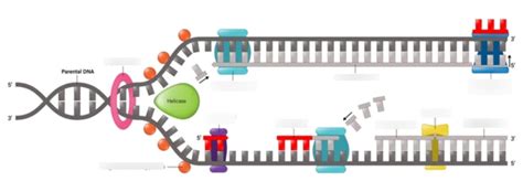 Dna Replication Diagram Diagram Quizlet