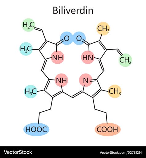 Hemoglobin Molecular Structure Diagram Medical Vector Image