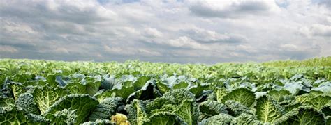 Geovisual Analytics Linkedin