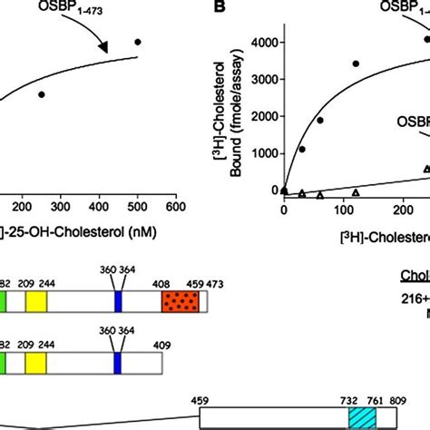 A Diagram Showing The Domain Structure Of Osbp Download Scientific Diagram