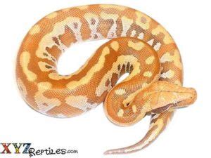 T Positive Albino Blood Python For Sale With Live Arrival Guarantee