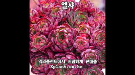 엘샤 다육이 다육식물 다육 Succulent 多肉植物 다육싸게파는곳 엑스플랜트 다육이키우기 다육이종류 Youtube
