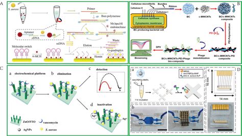 A Scheme Of The Electrochemical Biosensor For S Aureus Based On