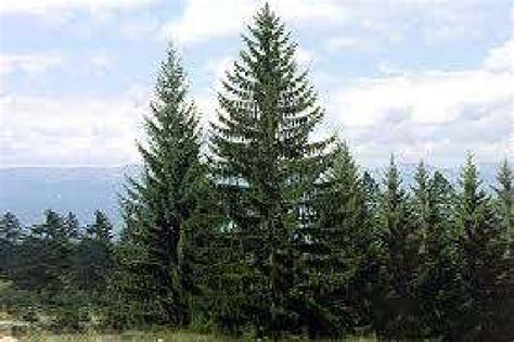 figure 1 from a gis based algorithm to generate a lidar pit free canopy height model semantic