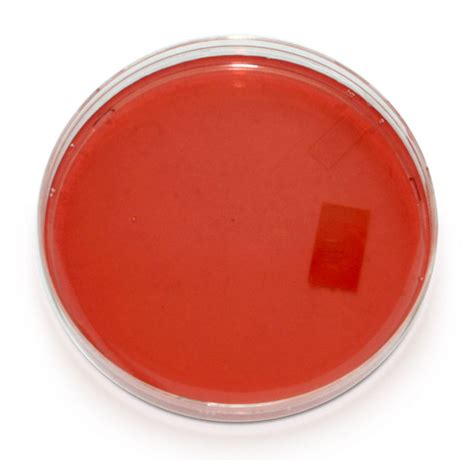 Cultivation Media For Bacteria