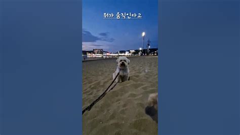 오늘의 불꽃주인공 울강쥔 딸기씨 사이좋은강아지 밤바다 Youtube