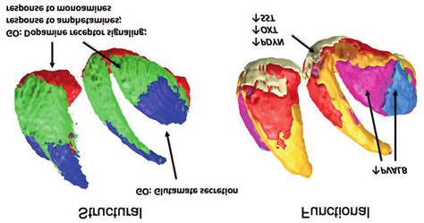 Molecular Correlates Of Striatal Structural And Functional Download Scientific Diagram
