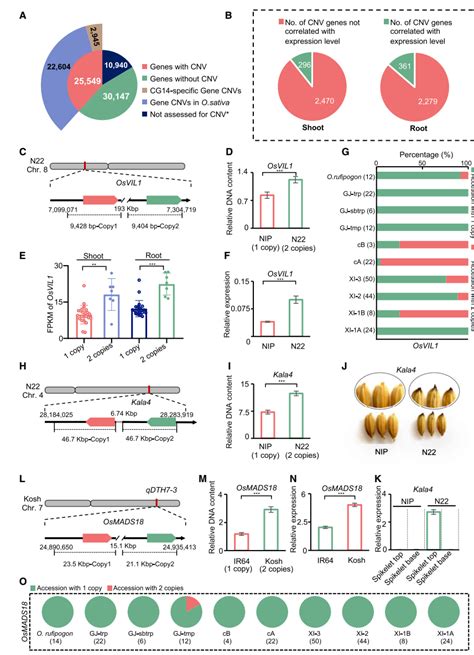 Cell：基于33个遗传多样性水稻种质泛基因组分析揭示“隐藏”的基因组变异 知乎
