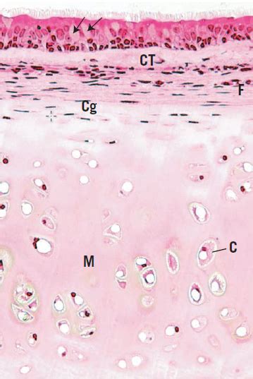 Perichondrium Histology