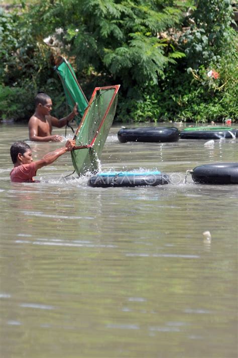 Pencari Cacing Darah Antara Foto