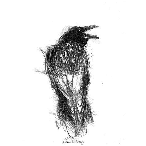 Carrion Crow Sketch Seanbriggs Crows Drawing Sketches Bird Drawings