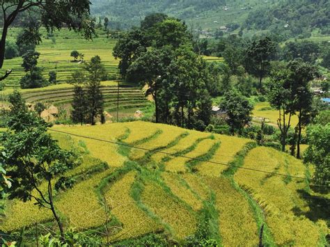 Nepals Community Based Forestry — Ekos