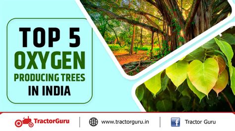 Top 5 Oxygen Trees Top 5 Oxygen Producing Trees In India