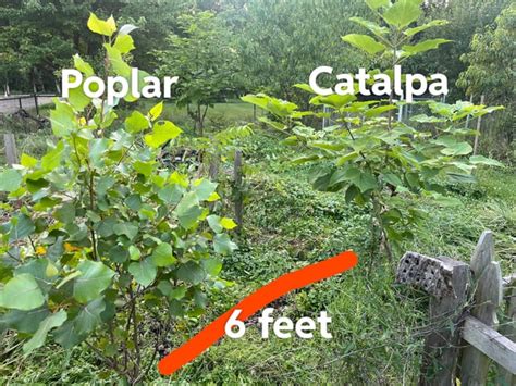 Tree Spacing Too Close Rarborists