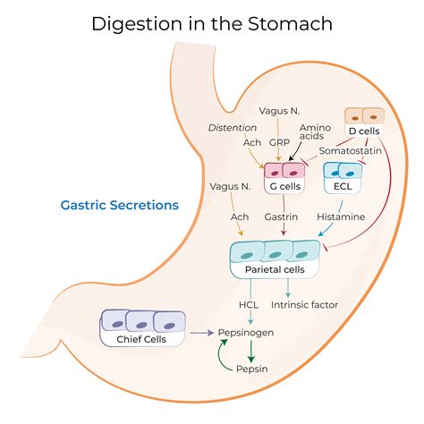Physiology Glossary Digestion In The Stomach Ditki Medical