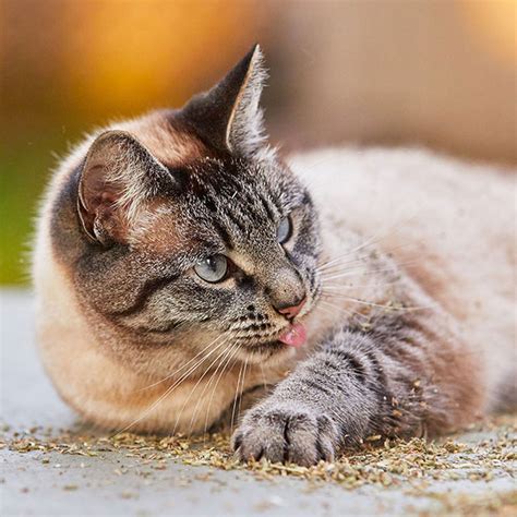 How Long Should You Let Your Cat Play With Catnip Outlinist