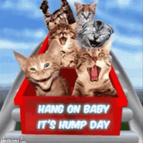 Happy Hump Day Meme S Tenor
