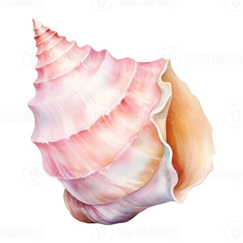 Conch Shell Summer Illustration Watercolor Style 46785226 Png