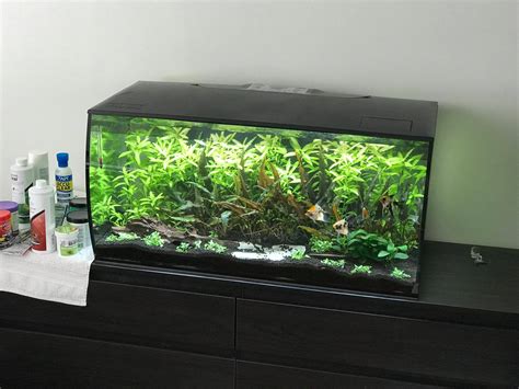 162 Best Fluval Flex Images On Pholder Aquariums Planted Tank And