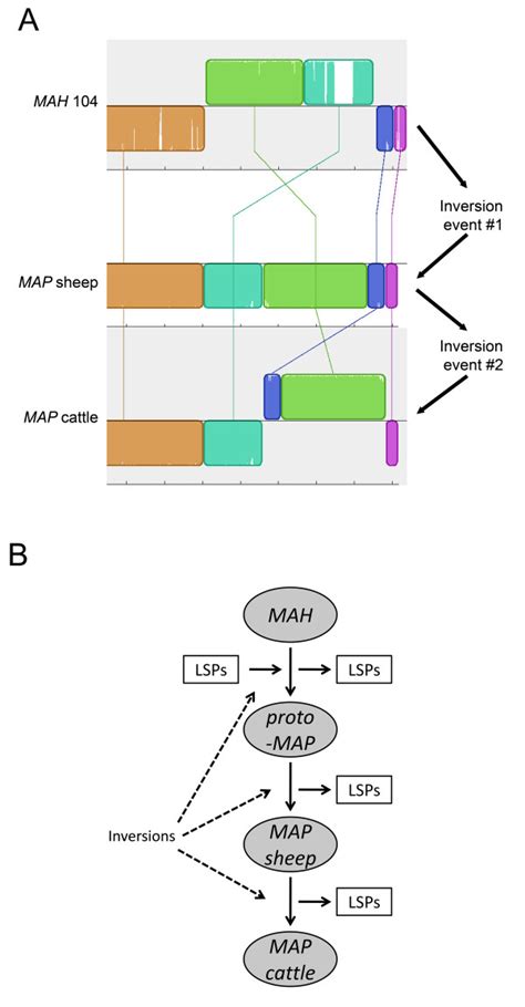 An Evolutionary Scenario For Members Of The M Avium Complex A Download Scientific Diagram