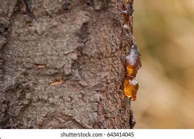 68 Gum Kino Images Stock Photos Vectors Shutterstock