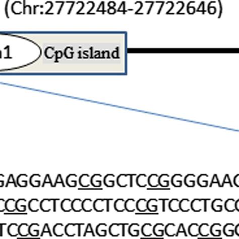 The Sequence Of Cpg Sites In Bdnf Exon I From The Ucsc Genome Browser Download Scientific