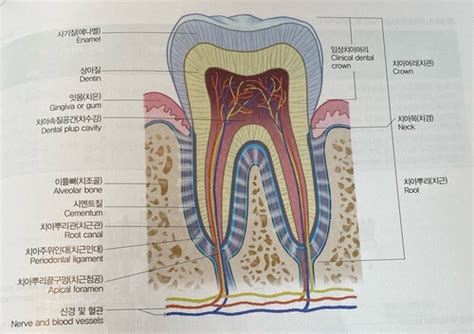 해부학 소화기계 치아 낱말 카드 Quizlet