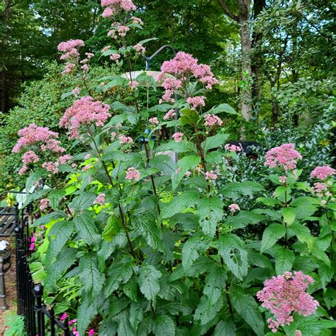Brendas Garden Full Of Native Plants Fine Gardening