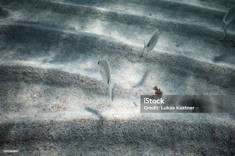 물고기 수중의 학교 깊은 열대 바다에서 태양광선과 물고기와 수중 촬영 열대 바다 수중 촬영 0명에 대한 스톡 사진 및 기타 이미지 Istock