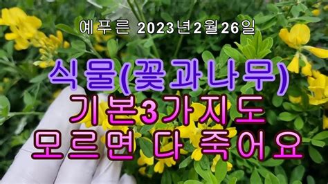 꽃과 나무 기본 3가지 모르면 다 죽어요 Youtube