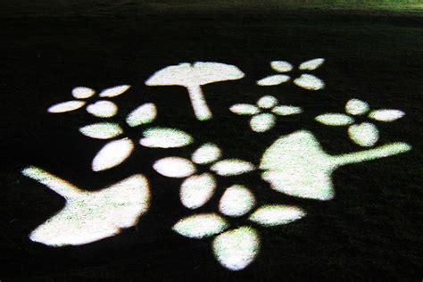 잔디밭 위를 나뭇잎으로 수놓은 조명 오마이포토