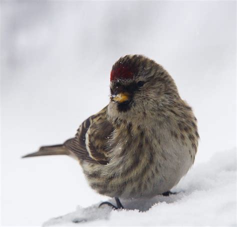 Птичка с красной шапочкой на голове 64 фото красивые фото и картинки Pofoto Club