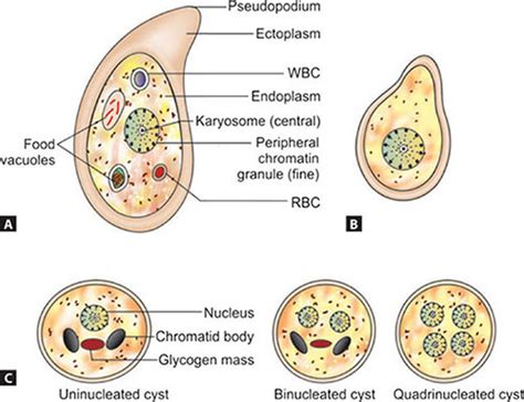Entamoeba Histolytica Morphology