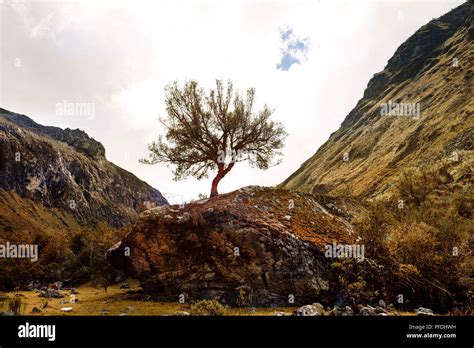 Tree Growing Out Rock Hi Res Stock Photography And Images Alamy