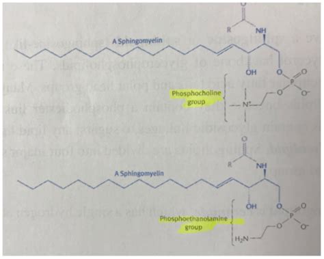 Biochemistry Chapter 5 Lipid Structure And Function Flashcards Quizlet