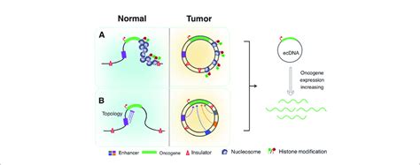 Regulation Of Eccdna Expression A Eccdna Is Packaged Into
