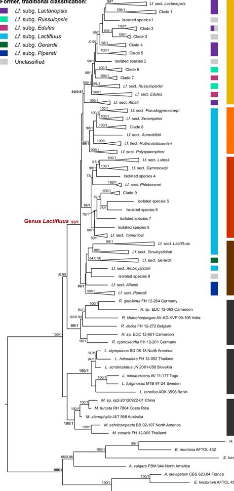 overview maximum likelihood tree of the genus lactifluus based on