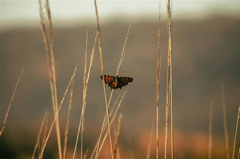 Animated Grasses Photos Download The Best Free Animated Grasses Stock